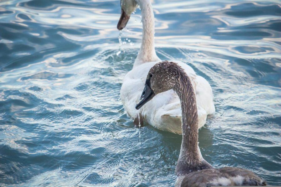 The Fascinating World of Swans – Acces Independant